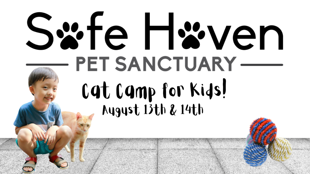 Cat Camp for Kids! | Safe Haven Pet Sanctuary