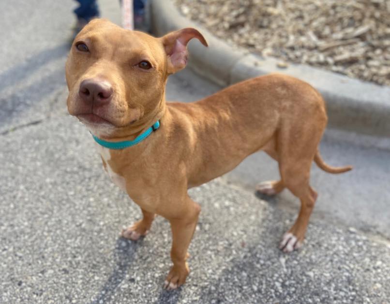 Adoptable Pets | Safe Haven Pet Sanctuary